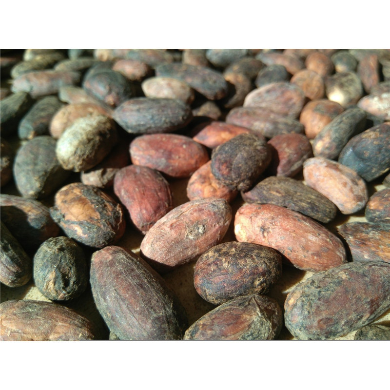 Buy quality Chocolate and enjoy the flavors of cocoa